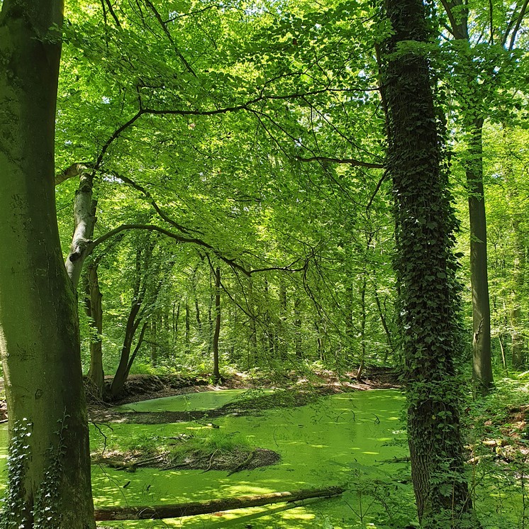 Teil 30: Münster & Münsterland: Der Urwald am Stadtrand