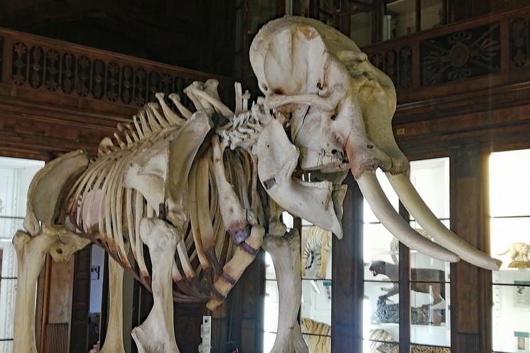 Ein Museum, ein Elefant und eine Wunderkammer